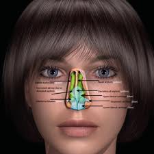 How Is Deviated Septum And Snoring Related - Snoring Solutions